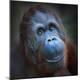 'Happy Smile Of The Bornean Orangutan (Pongo Pygmaeus)' Photographic ...