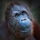 'Happy Smile Of The Bornean Orangutan (Pongo Pygmaeus)' Photographic ...