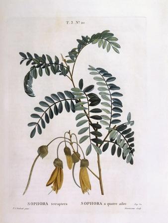 'Kowhai (Sophora Tetraptera or Edwardsia Grandiflora)' Giclee Print ...