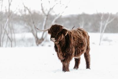 'Highland Cow in Snowy Field' Giclee Print - Krista Mosakowski | Art.com