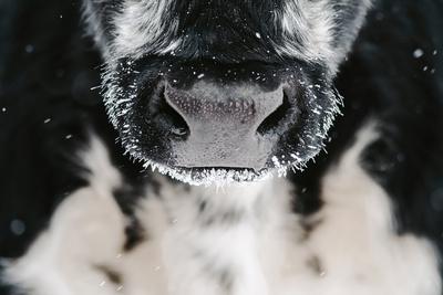 'Snowy Cow Nose' Giclee Print - Krista Mosakowski | Art.com
