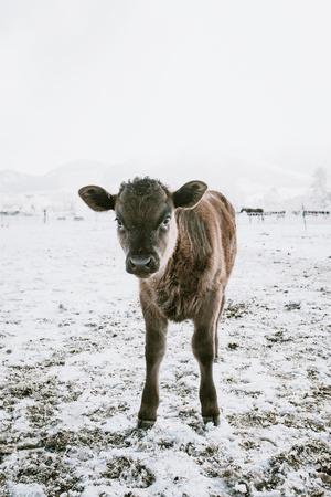 'Yearling Cow in Snow' Giclee Print - Krista Mosakowski | Art.com