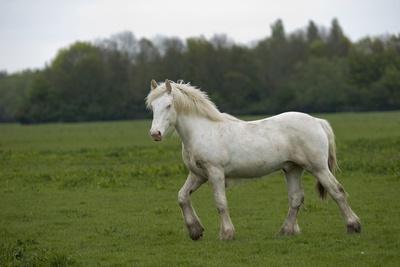 'Gypsy Vanner colt cantering on flood plain, Port Meadow, Oxford ...