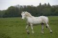 'Gypsy Vanner colt cantering on flood plain, Port Meadow, Oxford ...