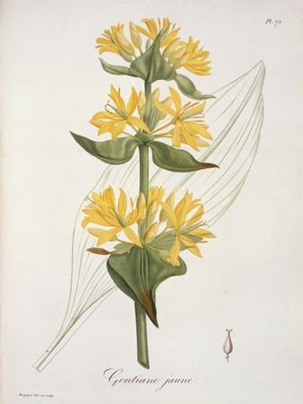 Yellow Gentian from 'Phytographie Medicale' by Joseph Roques (1772-1850 ...