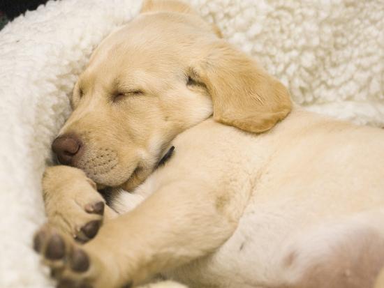 Labrador Retriever Puppy Sleeping in its Bed Photographic Print by Rick ...