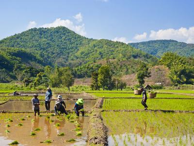 'Lahu Tribe People Planting Rice in Rice Paddy Fields, Chiang Rai ...