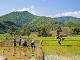 'Lahu Tribe People Planting Rice in Rice Paddy Fields, Chiang Rai ...
