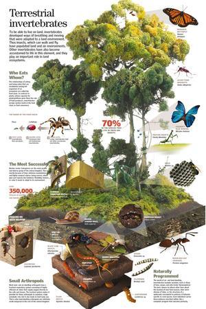 'Land invertebrates.' Photographic Print | Art.com