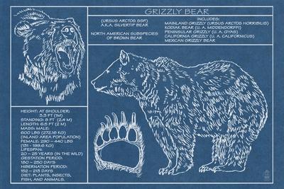 'Grizzly Bear - Technical Blueprint - Lantern Press Artwork' Art Print ...