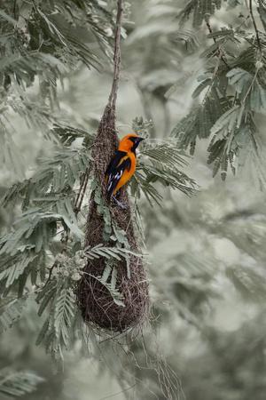 'Altamira Oriole at Nest' Photographic Print - Larry Ditto | Art.com