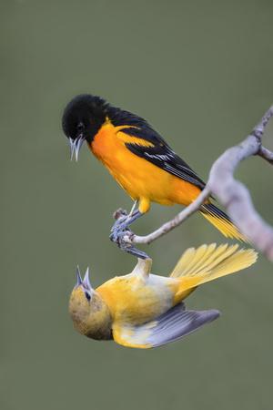 Baltimore Orioles (Icterus galbula) adults fighting Premium ...