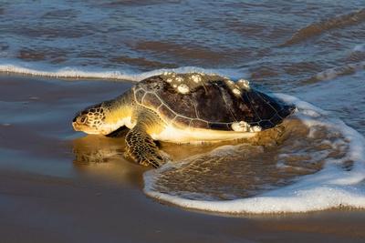 'Green sea turtle on beach' Photographic Print - Larry Ditto | Art.com