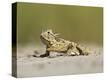 'Texas Horned Lizard, Texas, USA' Photographic Print - Larry Ditto ...