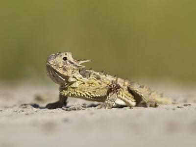 'Texas Horned Lizard, Texas, USA' Photographic Print - Larry Ditto ...