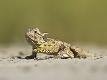 'Texas Horned Lizard, Texas, USA' Photographic Print - Larry Ditto ...
