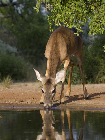 'White-Tailed Deer, Texas, USA' Photographic Print - Larry Ditto | Art.com