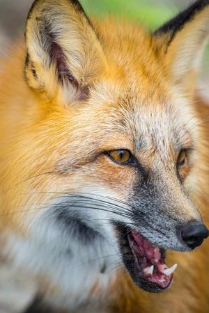'A portrait of a red fox shows off his three primary sensory organs ...