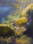'Smallmouth Bass' Giclee Print - Larry Tople | Art.com