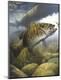 'Smallmouth Bass' Giclee Print - Larry Tople | Art.com