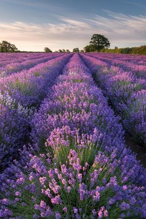 'Lavender field at Somerset Lavender, Somerset, UK' Photographic Print ...
