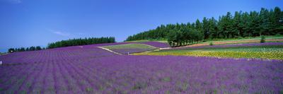 'Lavender Field (Nakafurano) Hokkaido Japan' Photographic Print | Art.com