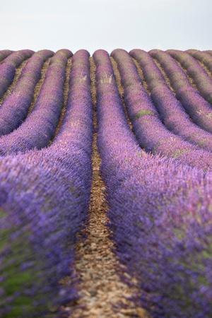 'Lavender lines, lavender field, Plateau de Valensole, Provence, France ...