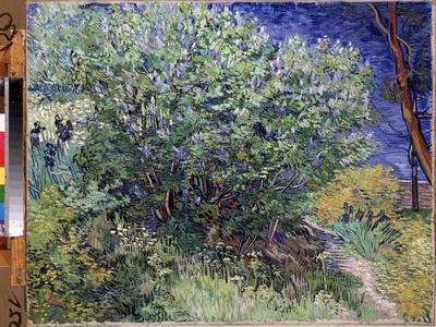 'Le Buisson De Lilas (Lilac Bush) Peinture De Vincent Van Gogh (1853 ...