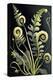 'Fiddlehead Fern Flowers' Art Print - Lea Faucher | Art.com