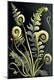 Fiddlehead Fern Flowers Art Print - Lea Faucher | Art.com