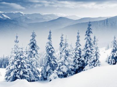 'Beautiful Winter Landscape with Snow Covered Trees' Photographic Print ...