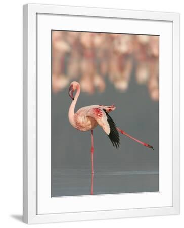 'Lesser Flamingo Stretching Wing and Leg' Photographic Print - Arthur ...
