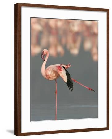 'Lesser Flamingo Stretching Wing and Leg' Photographic Print - Arthur ...