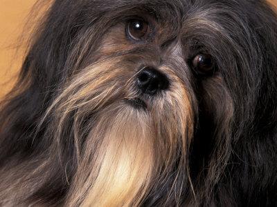 'Lhasa Apso Face Portrait' Photographic Print - Adriano Bacchella | Art.com