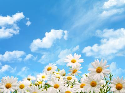 Field of Daisy Flowers against Blue Sky Photographic Print - Liang ...