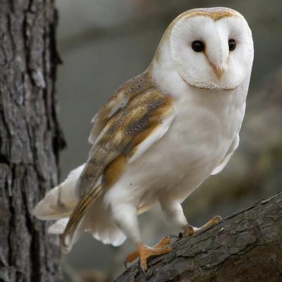 Barn Owl Premium Photographic Print - Linda Wright | Art.com