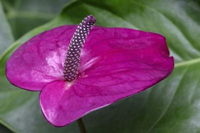 'Anthurium spathe and spadix' Photographic Print - Lisa Engelbrecht ...