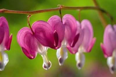 'Bleeding Heart' Photographic Print - Lisa Engelbrecht | Art.com