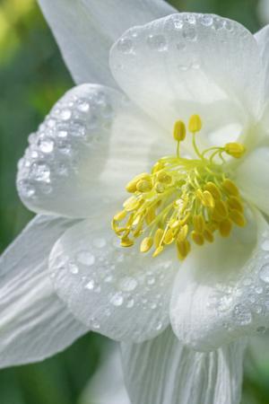 'Common Columbine' Photographic Print - Lisa Engelbrecht | Art.com