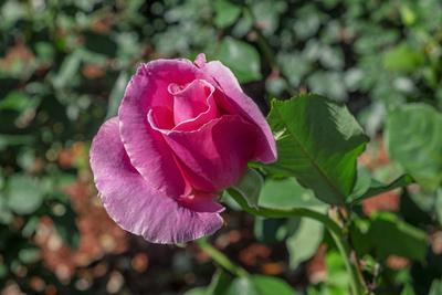 'Pink rose' Photographic Print - Lisa Engelbrecht | Art.com