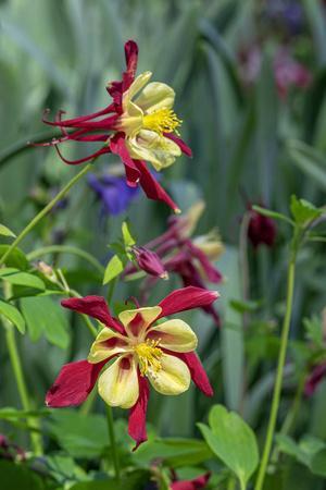 'Sierra columbine' Photographic Print - Lisa Engelbrecht | Art.com