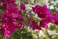 'Bougainvillea Flowers, Grand Cayman, Cayman Islands, British West ...