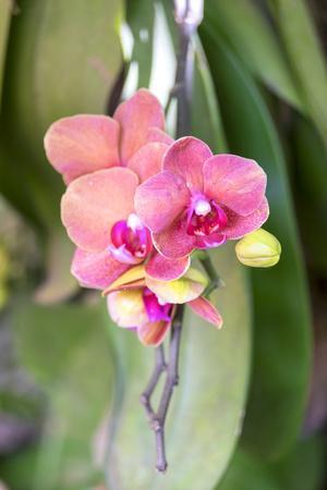 'Orchid, USA' Premium Photographic Print - Lisa S. Engelbrecht | Art.com