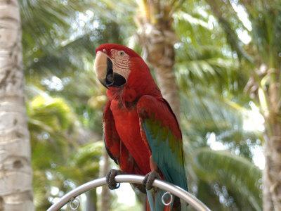 'Parrot at Radisson Resort, Palm Beach, Aruba, Caribbean' Photographic ...