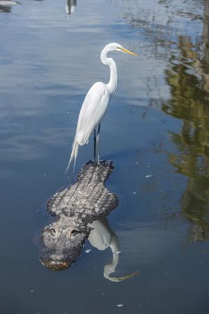 'USA, Florida, Orlando, Egret Riding on Alligator, Gatorland ...