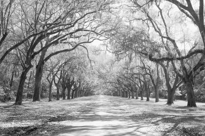 Black And White Tree Photography