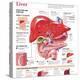 LIVER. Premium Photographic Print | Art.com