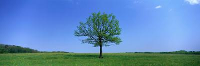 'Lone Tree in Pasture Near Dijon France' Photographic Print | Art.com