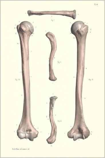 Long Bones Of The Leg Art Print Art Long Bones Of The Leg Art Print Art