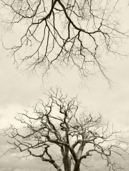 'Looking Up at Branches of Dead Wych Elm Trees Killed by Dutch Elm ...